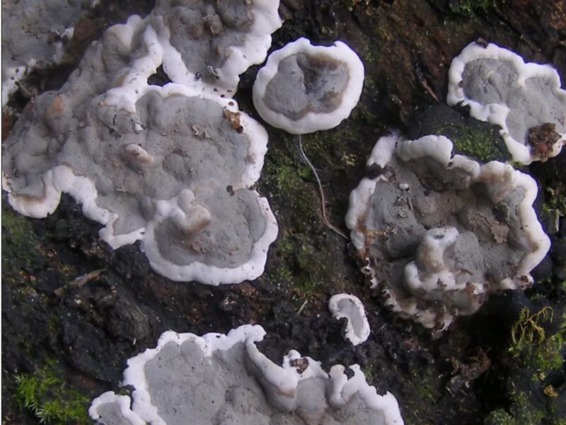 Understanding Butt Rot: How Brittle Cinder Fungus Affects Trees ...