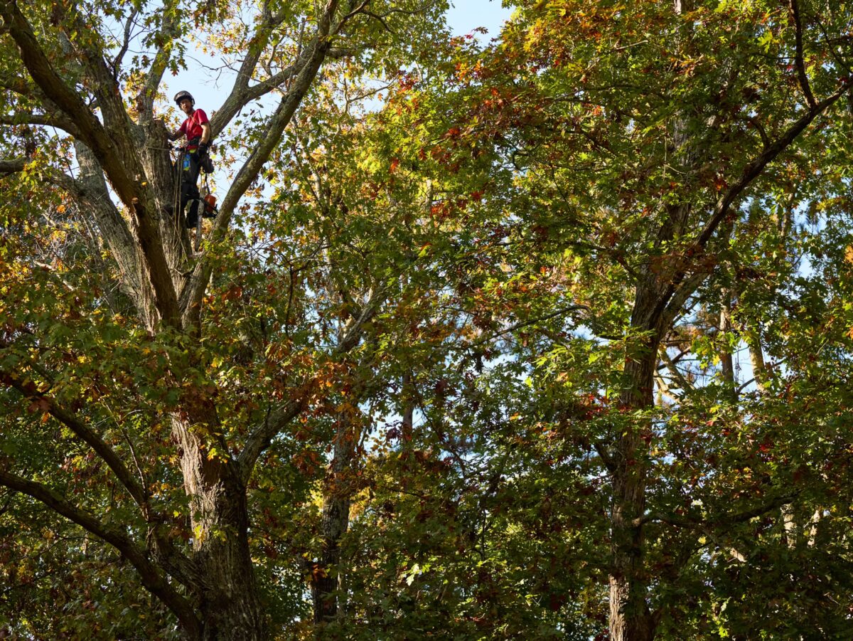 Understanding Butt Rot: How Brittle Cinder Fungus Affects Trees ...